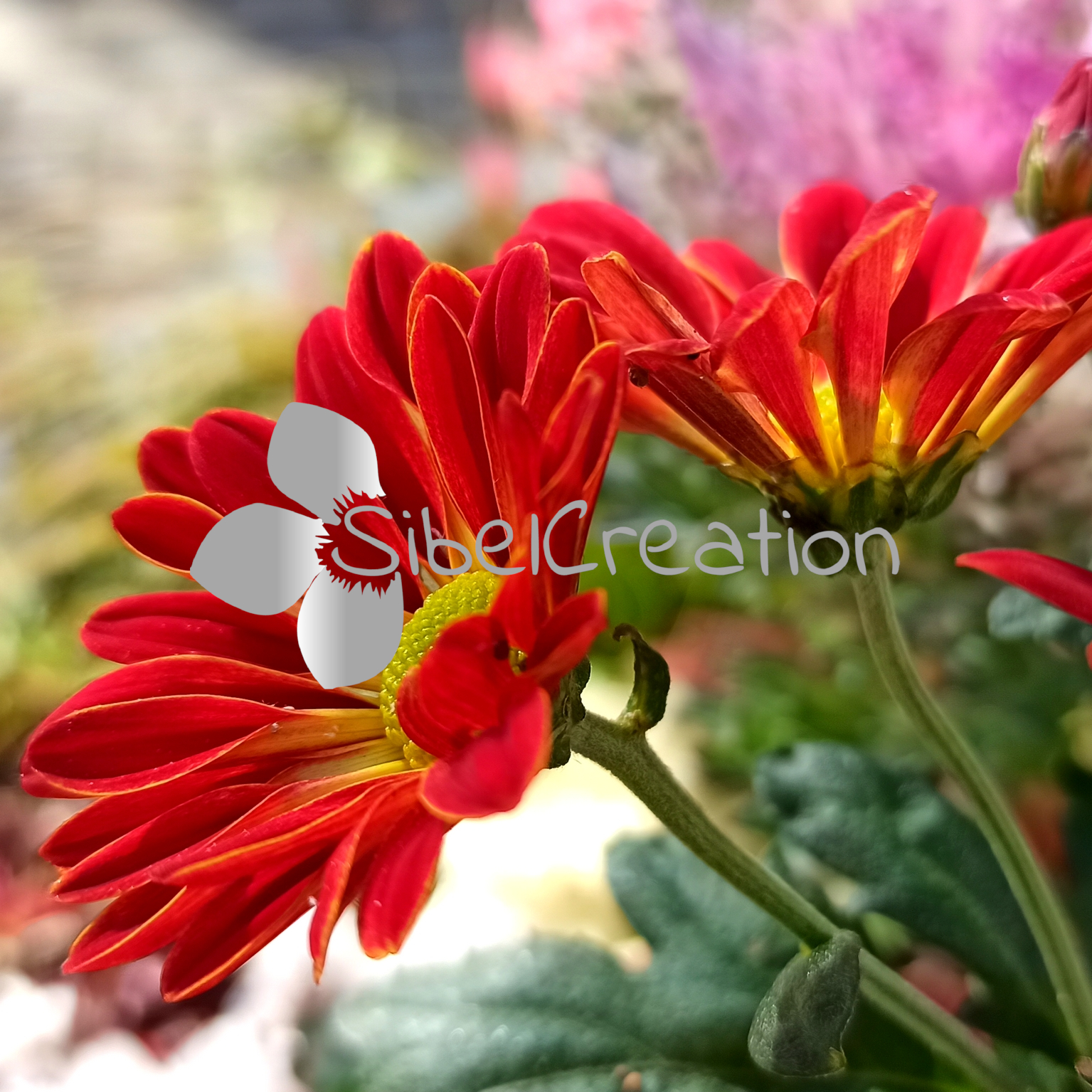 Carte no 62- Marguerite rouge - SibelCreation